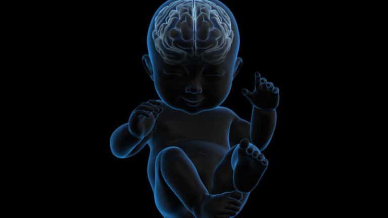 When does brain development begin? | ZERO TO THREE