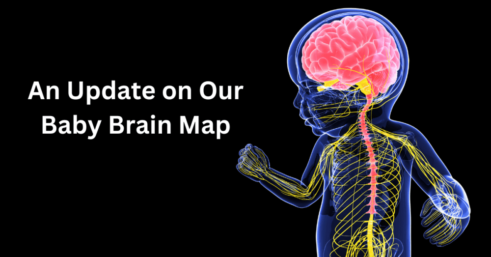 When Does the Fetus's Brain Begin to Work? | ZERO TO THREE