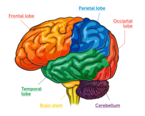 The Baby Brain Map: Your Guide to Early Brain Development | ZERO TO THREE
