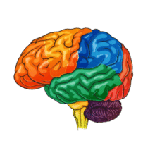 Early Brain Development | ZERO TO THREE